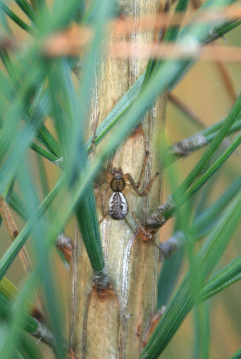 Réf. 94308 — ARACHNIDA > Araneae > Linyphiidae > Linyphia triangularis ...