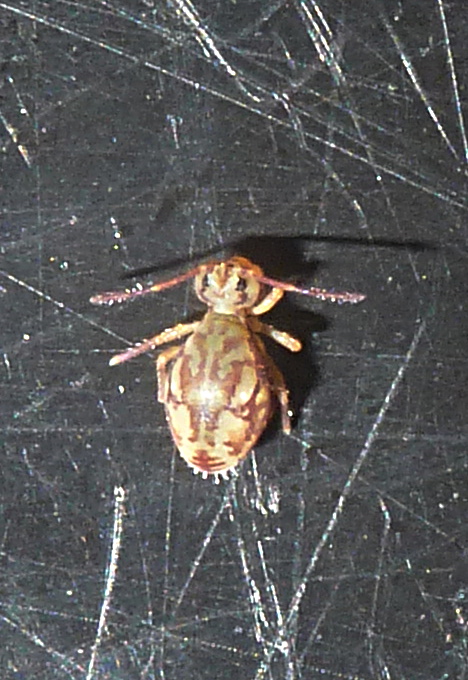 Réf. 94640 — ENTOGNATHA > Collembola > Dicyrtomidae > Dicyrtomina ...