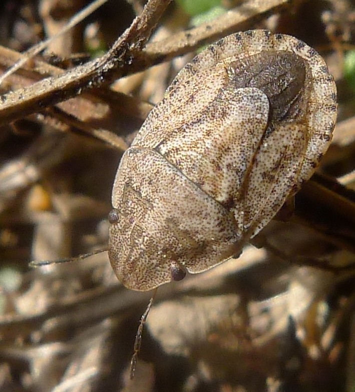 Réf. 95523 — INSECTA > Heteroptera > Pentatomidae > Sciocoris ...