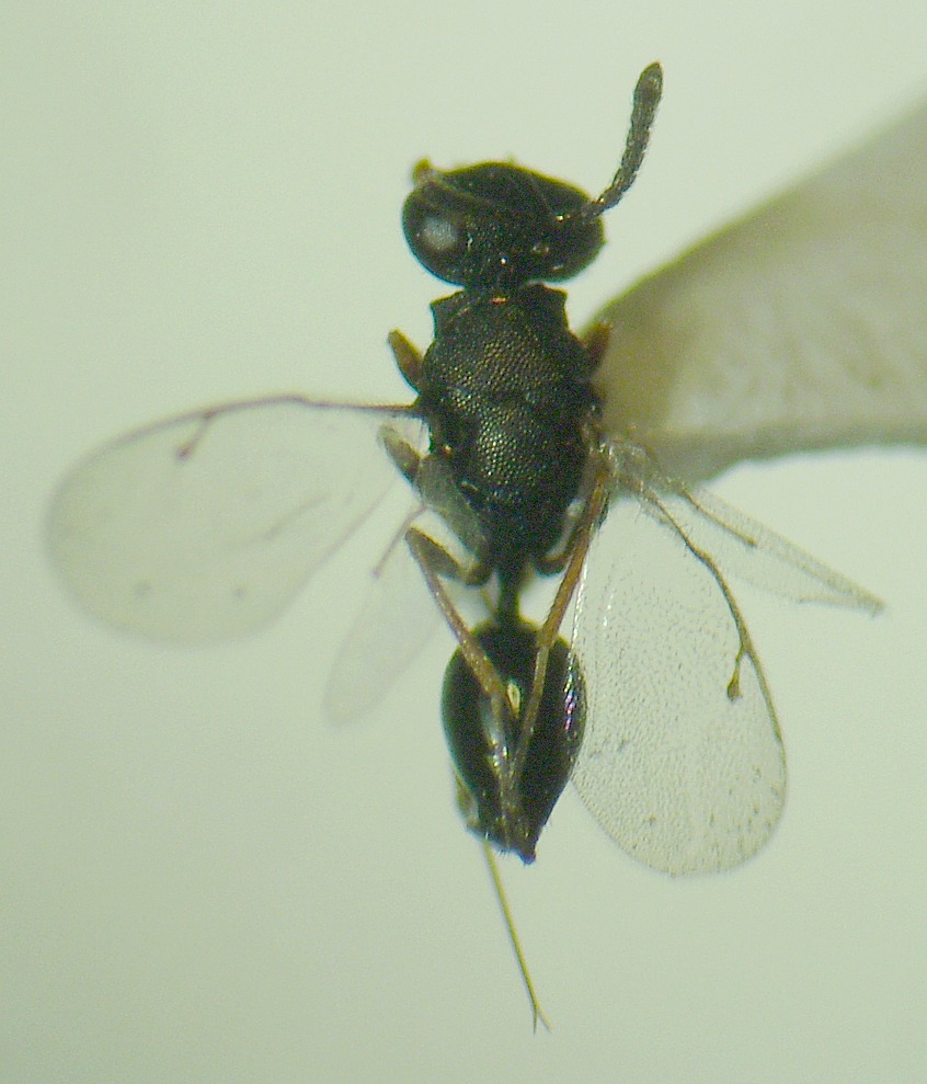 Réf. 95635 — INSECTA > Hymenoptera > Pteromalidae > Sphegigaster sp ...