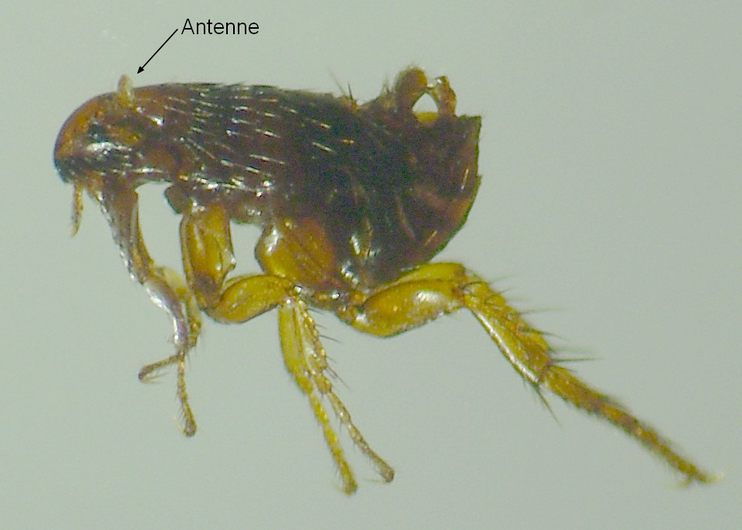 Réf. 95329 — INSECTA > Siphonaptera > Pulicidae > Ctenocephalides felis ...