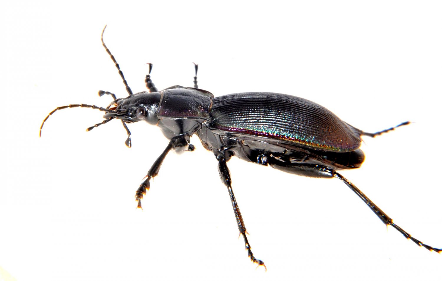 Réf. 95496 — INSECTA > Coleoptera > Carabidae > Carabus (Megodontus ...