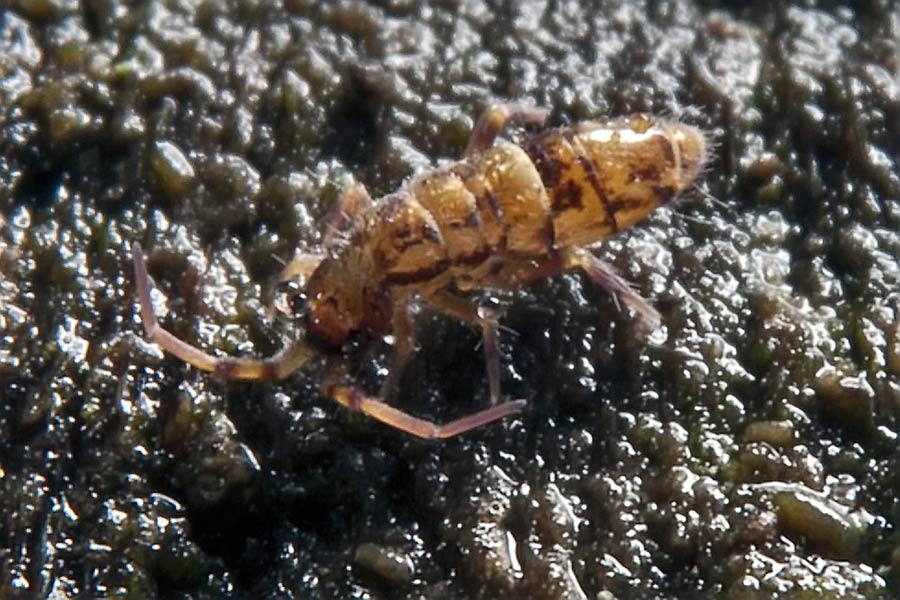 Réf. 96291 — ENTOGNATHA > Collembola > Entomobryidae > Orchesella ...
