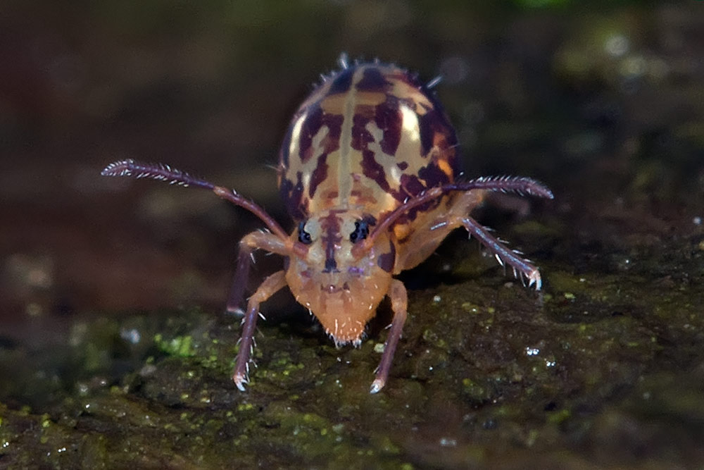 Réf. 96199 — ENTOGNATHA > Collembola > Dicyrtomidae > Dicyrtomina ...