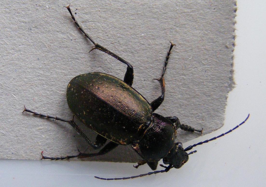 Carabus (Archicarabus) nemoralis (Insecta, Coleoptera, Carabidae) - www ...