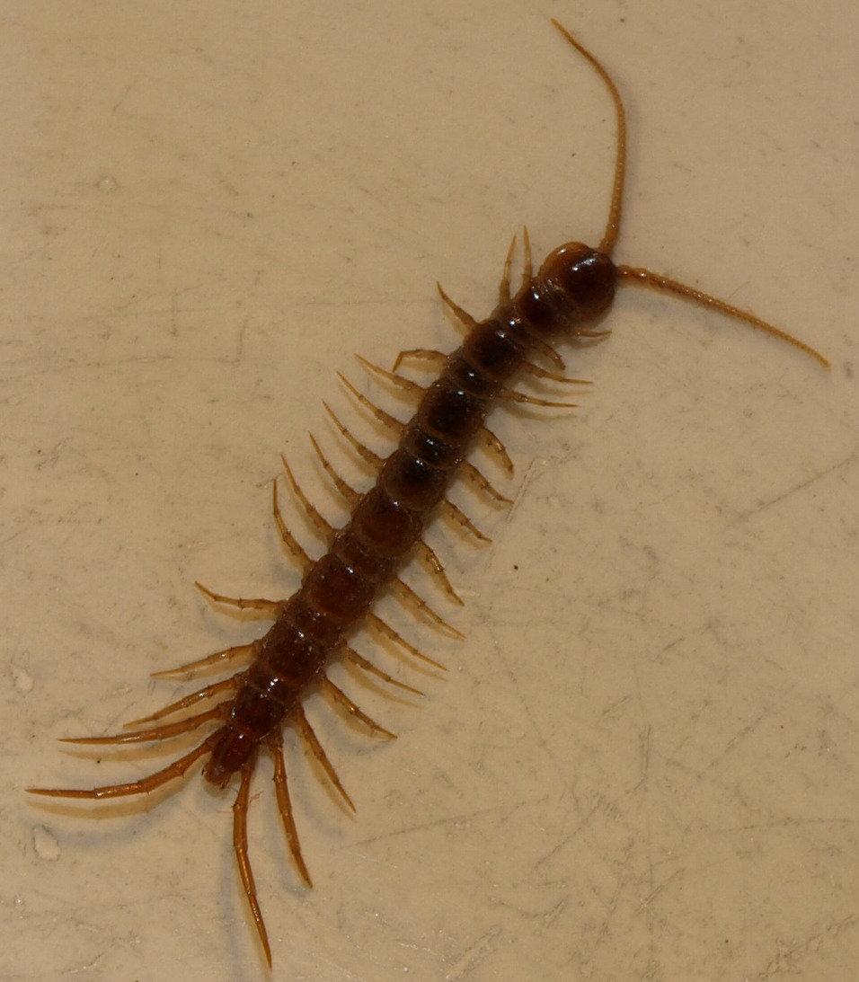 Réf. 96960 — CHILOPODA > Lithobiomorpha > Lithobiidae > Lithobius ...