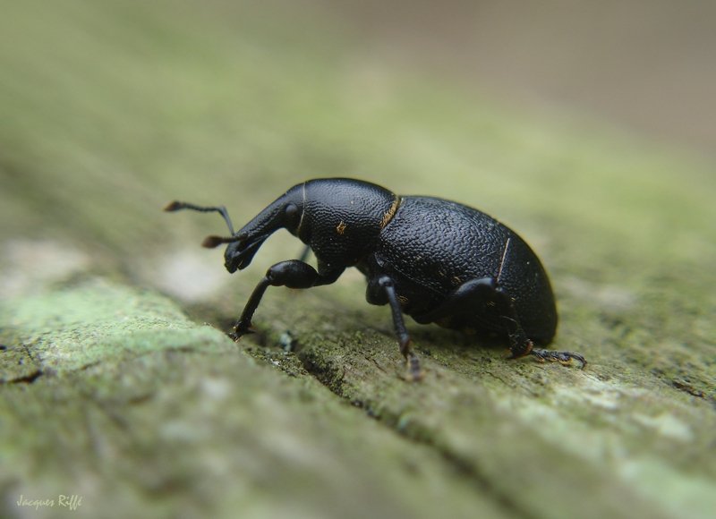 Réf. 96828 — INSECTA > Coleoptera > Curculionidae > Liparus (Liparus ...