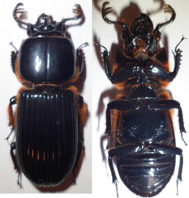 Réf. 96861 — INSECTA > Coleoptera > Passalidae > Passalus (Passalus ...