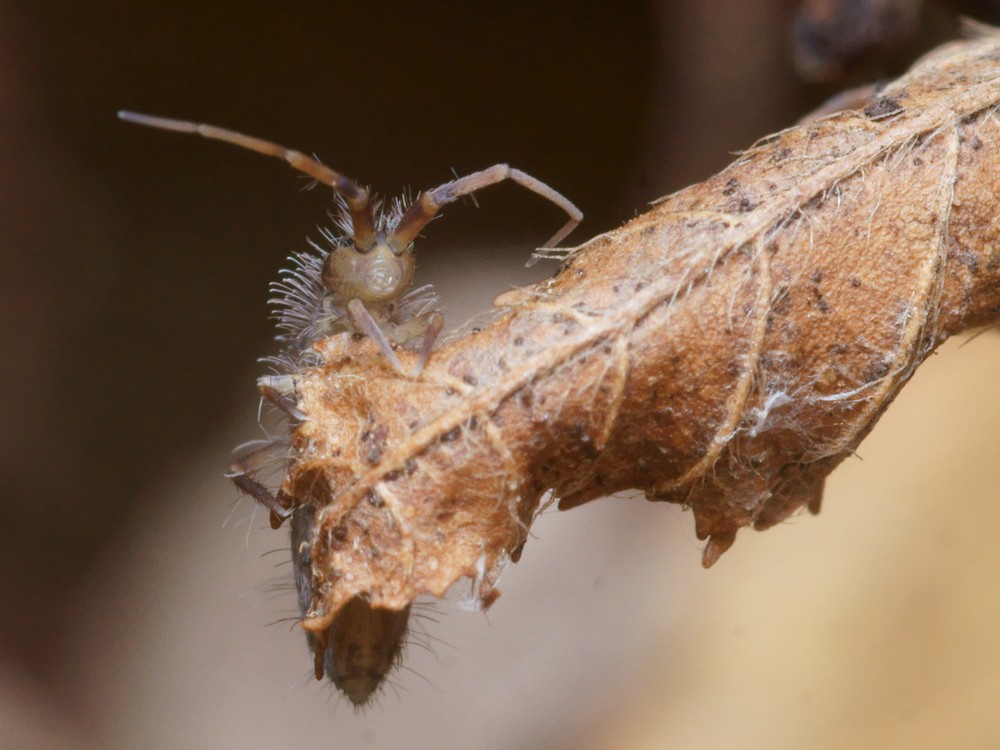 Réf. 97399 — ENTOGNATHA > Collembola > Entomobryidae > Orchesella ...