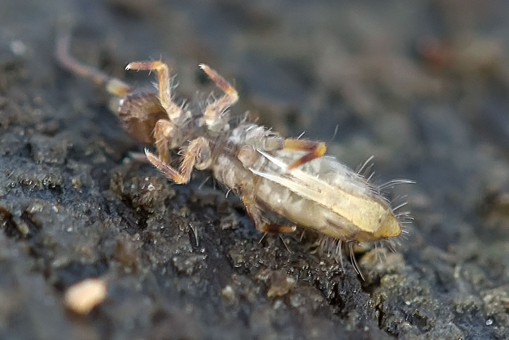 Réf. 97519 — ENTOGNATHA > Collembola > Entomobryidae > Orchesella ...