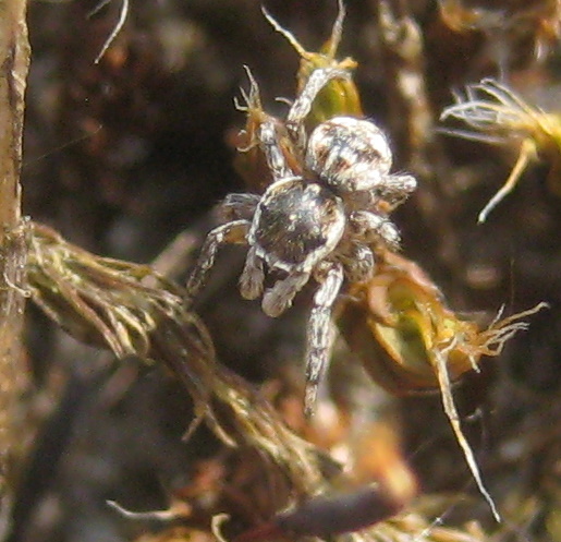 Réf. 97047 — ARACHNIDA > Araneae > Salticidae > Attulus saltator - www ...