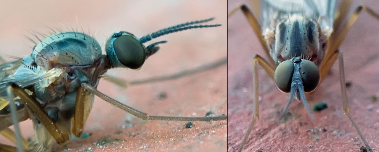 Réf. 97529 — INSECTA > Diptera > Anisopodidae > Sylvicola sp. - www.galerie-insecte.org