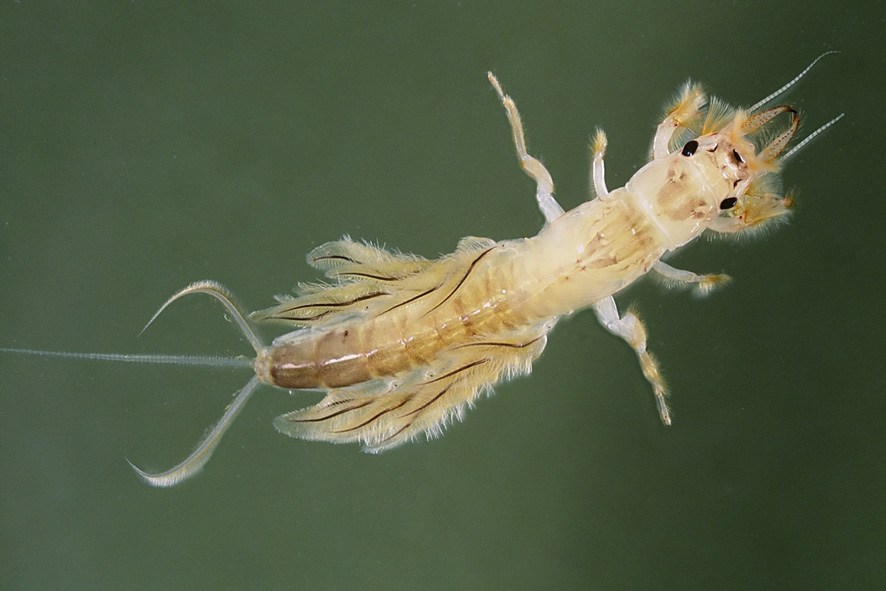 Réf. 97323 — INSECTA > Ephemeroptera > Polymitarcyidae > Ephoron virgo ...