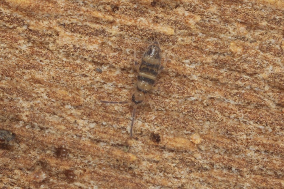 Willowsia platani (Entognatha, Collembola, Entomobryidae) - www.galerie ...