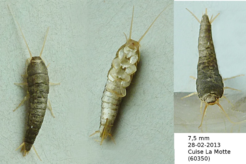 Réf. 97739 — INSECTA > Zygentoma > Lepismatidae > Lepisma saccharina ...