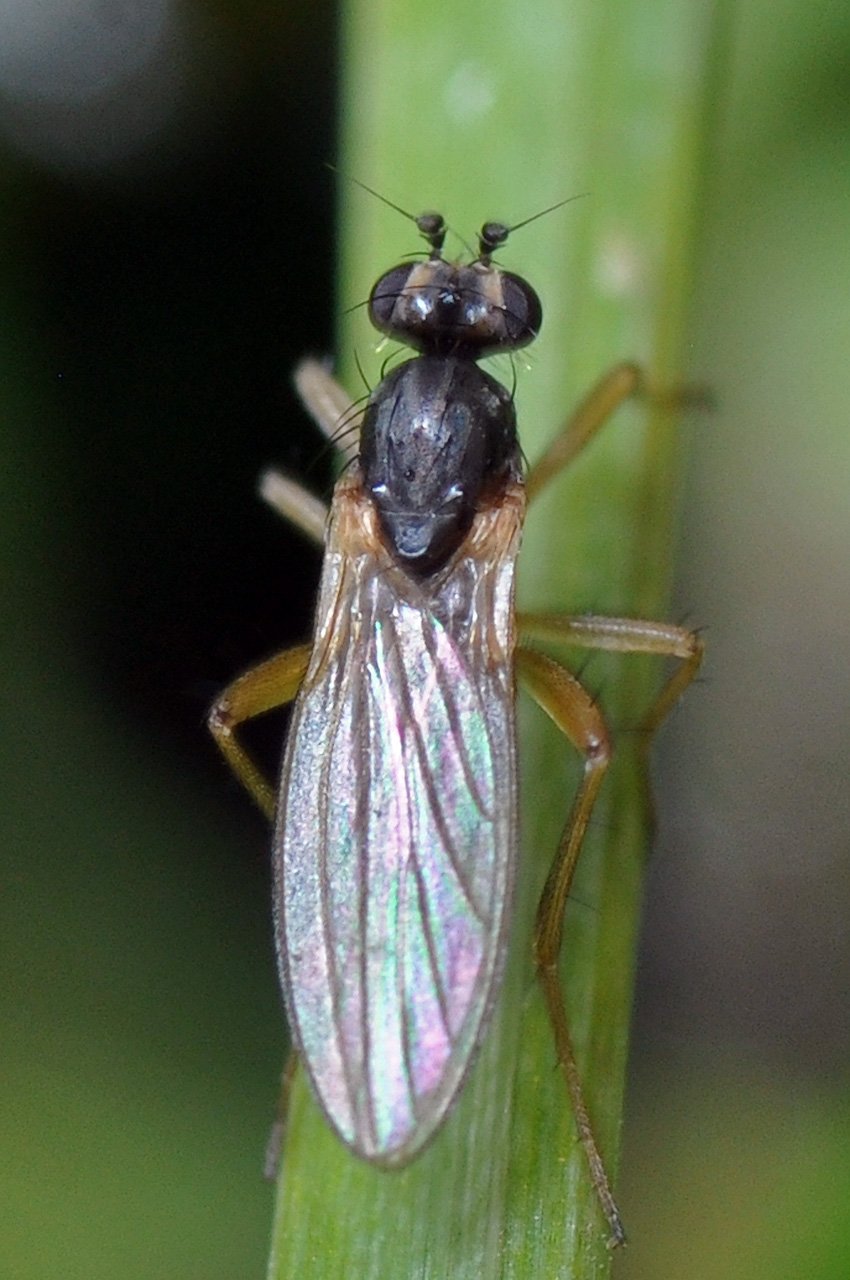 Réf. 97377 — INSECTA > Diptera > Lonchopteridae > Lonchoptera lutea ...