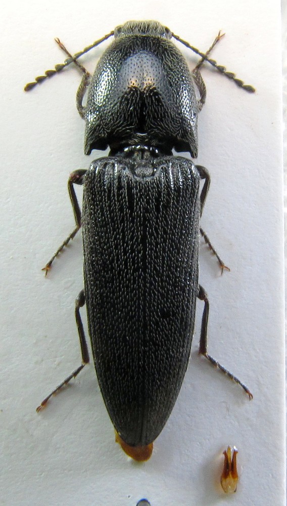 Melanotus (Spheniscosomus) sulcicollis (Insecta, Coleoptera, Elateridae ...
