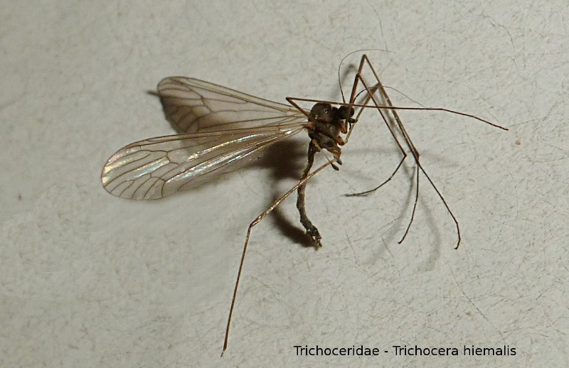 Réf. 97438 — INSECTA > Diptera > Trichoceridae > Trichocera (Trichocera ...
