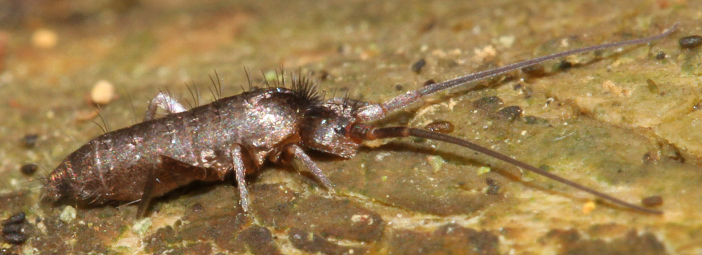 Réf. 98012 — ENTOGNATHA > Collembola > Tomoceridae > Pogonognathellus ...