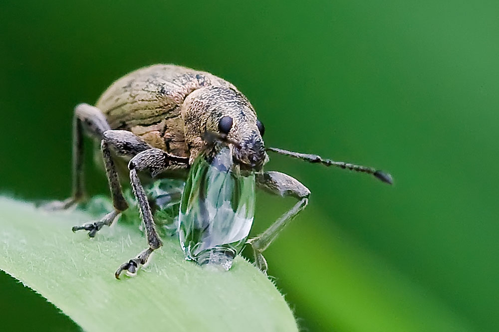 Réf. 98243 — INSECTA > Coleoptera > Curculionidae > Phyllobius sp ...