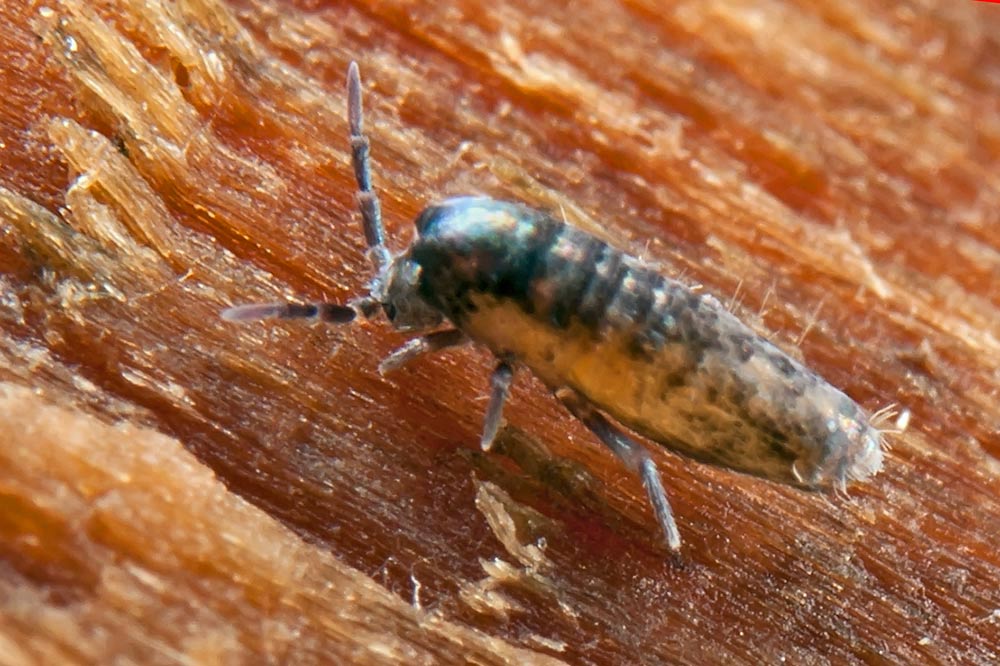 Réf. 98431 — ENTOGNATHA > Collembola > Entomobryidae > Lepidocyrtus ...