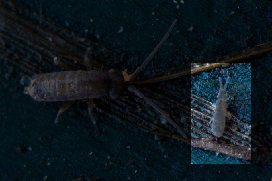 Réf. 98421 — ENTOGNATHA > Collembola > Isotomidae > Vertagopus arboreus ...