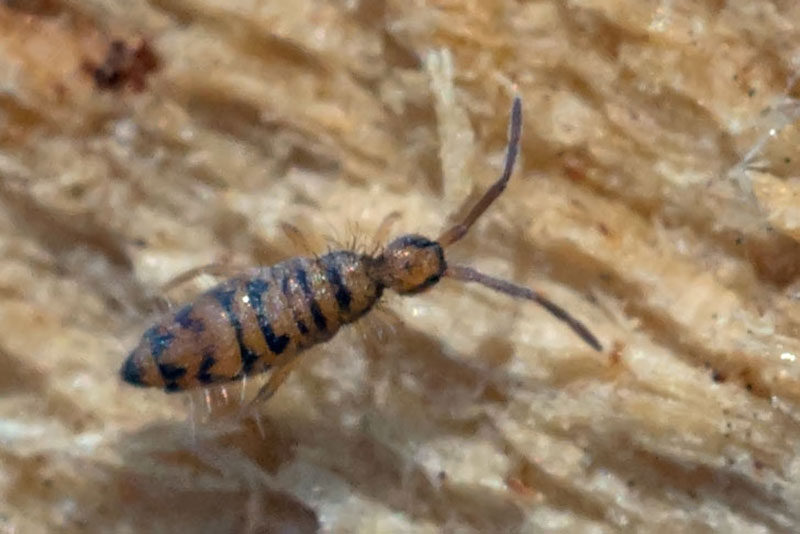 Réf. 98795 — ENTOGNATHA > Collembola > Entomobryidae > Entomobrya ...