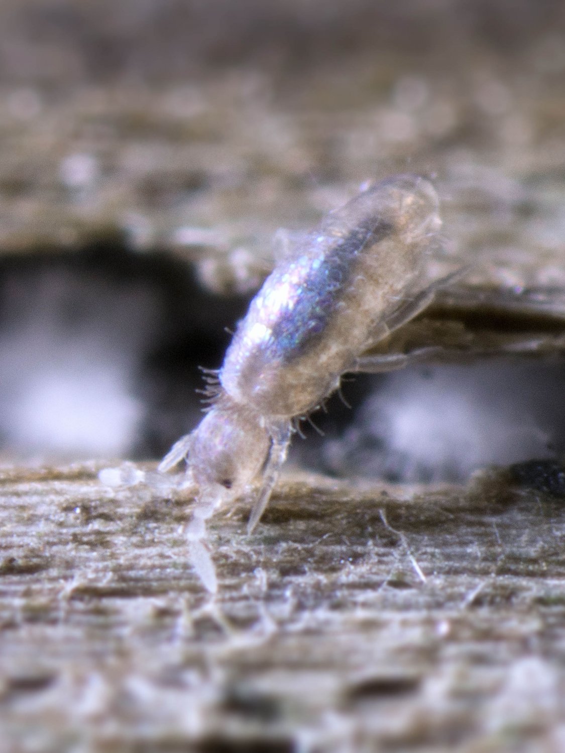 Réf. 98312 — ENTOGNATHA > Collembola > Entomobryidae > Pseudosinella ...