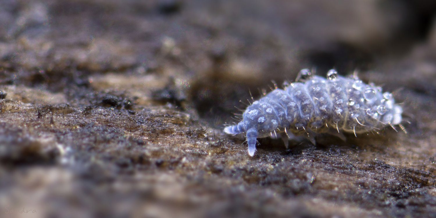 Réf. 98565 — ENTOGNATHA > Collembola > Neanuridae > Neanura muscorum ...