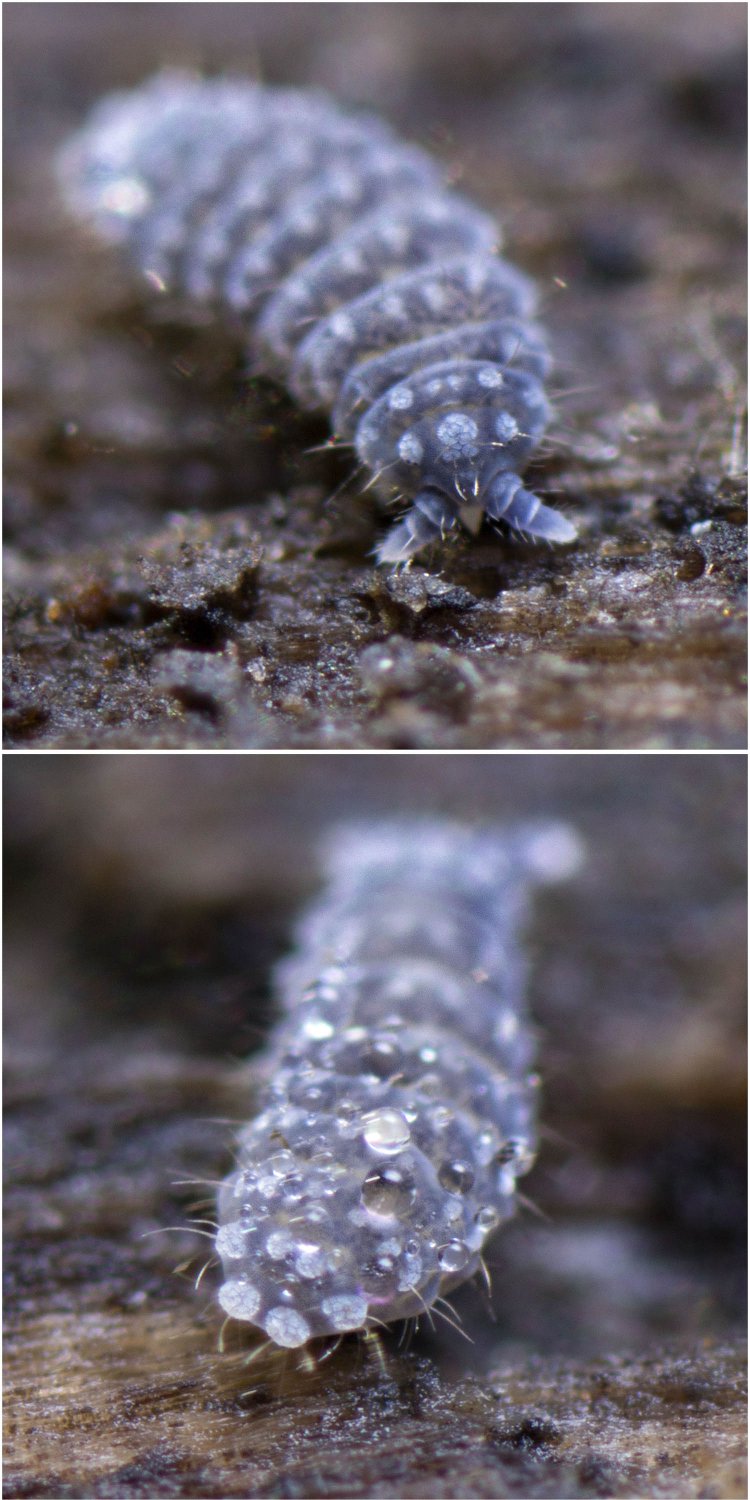 Réf. 98566 — ENTOGNATHA > Collembola > Neanuridae > Neanura muscorum ...