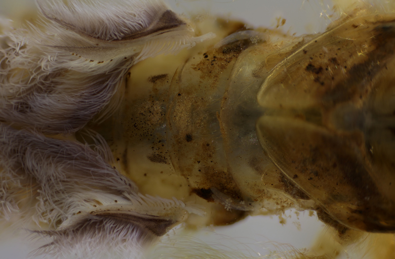 Réf. 98998 — INSECTA > Ephemeroptera > Ephemeridae > Ephemera danica ...