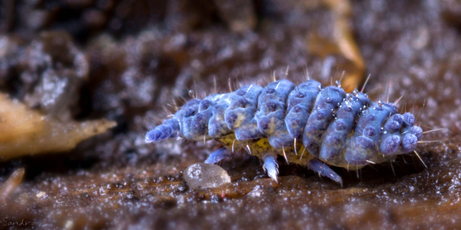 Réf. 98804 — ENTOGNATHA > Collembola > Neanuridae > Neanura muscorum ...