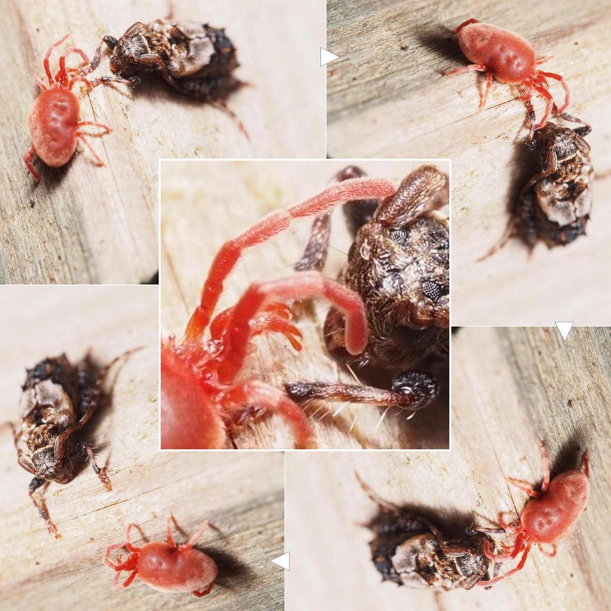 Réf. 98250 — ARACHNIDA > Prostigmata > Trombidiidae > Allothrombium sp ...