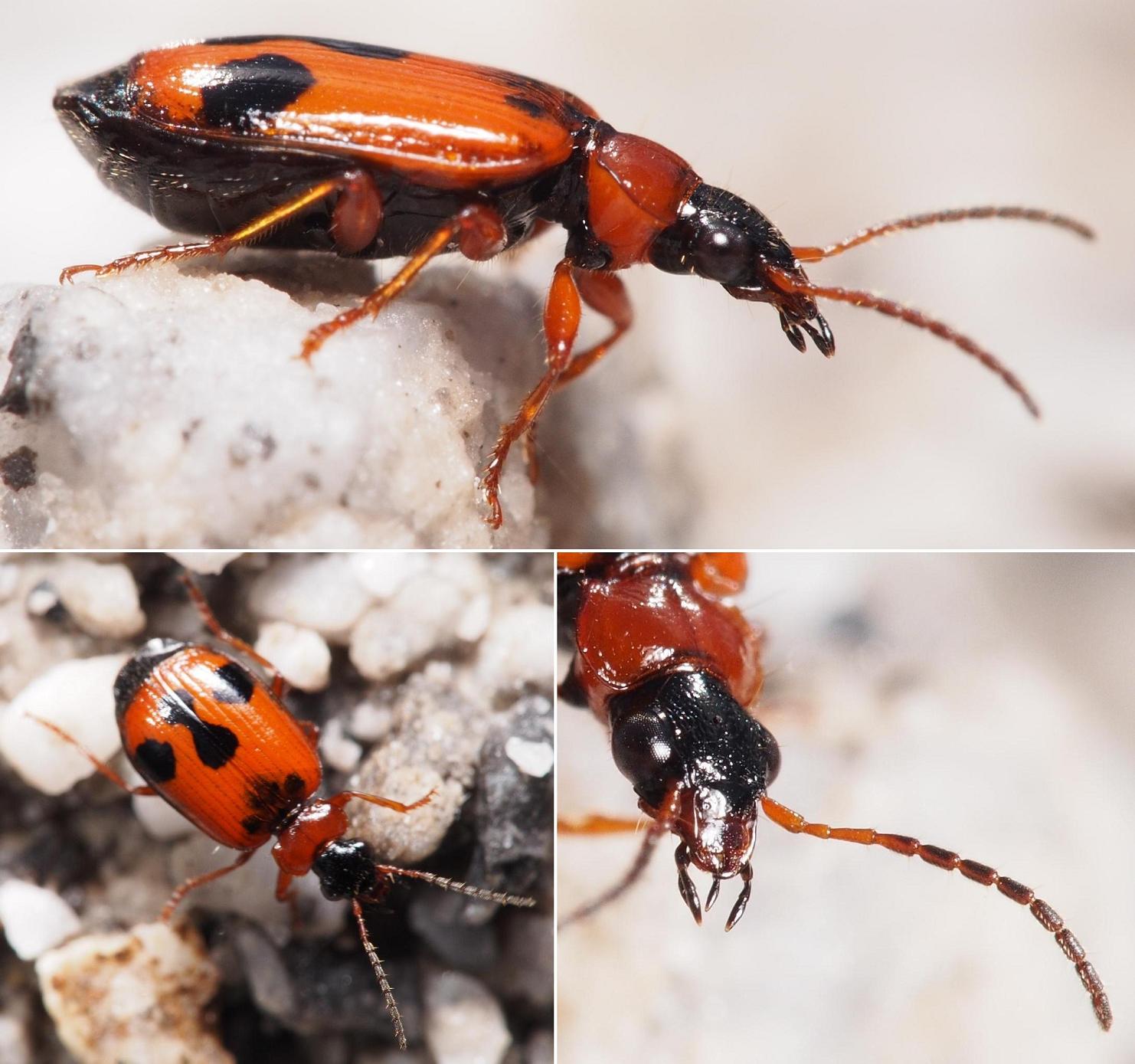 Réf. 98865 — INSECTA > Coleoptera > Carabidae > Lebia (Lebia ...