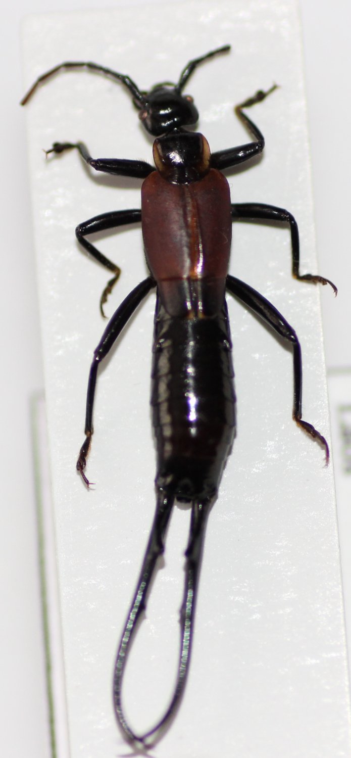 Réf. 98283 — INSECTA > Dermaptera > Forficulidae > Timomenus lugens ...