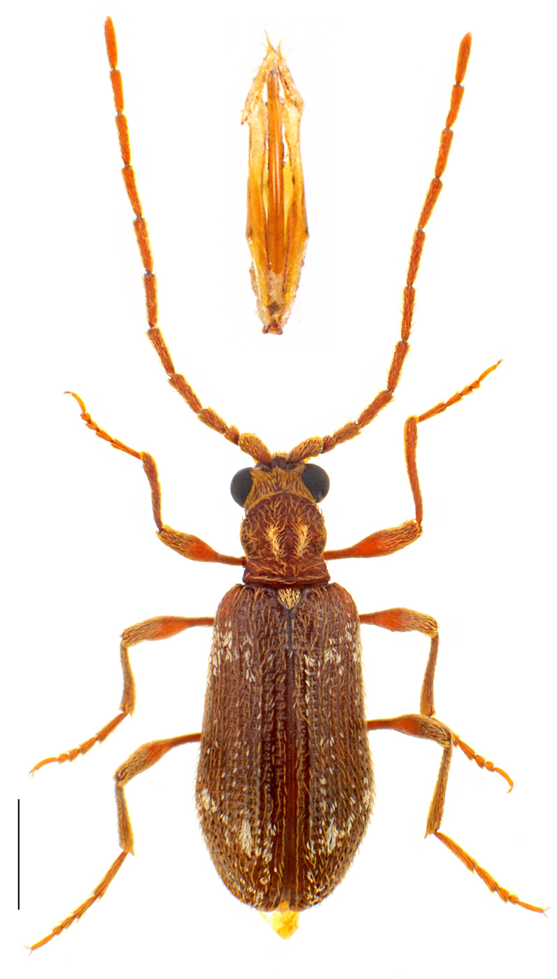 Ptinus (Ptinus) fur (Insecta, Coleoptera, Ptinidae) - www.galerie ...