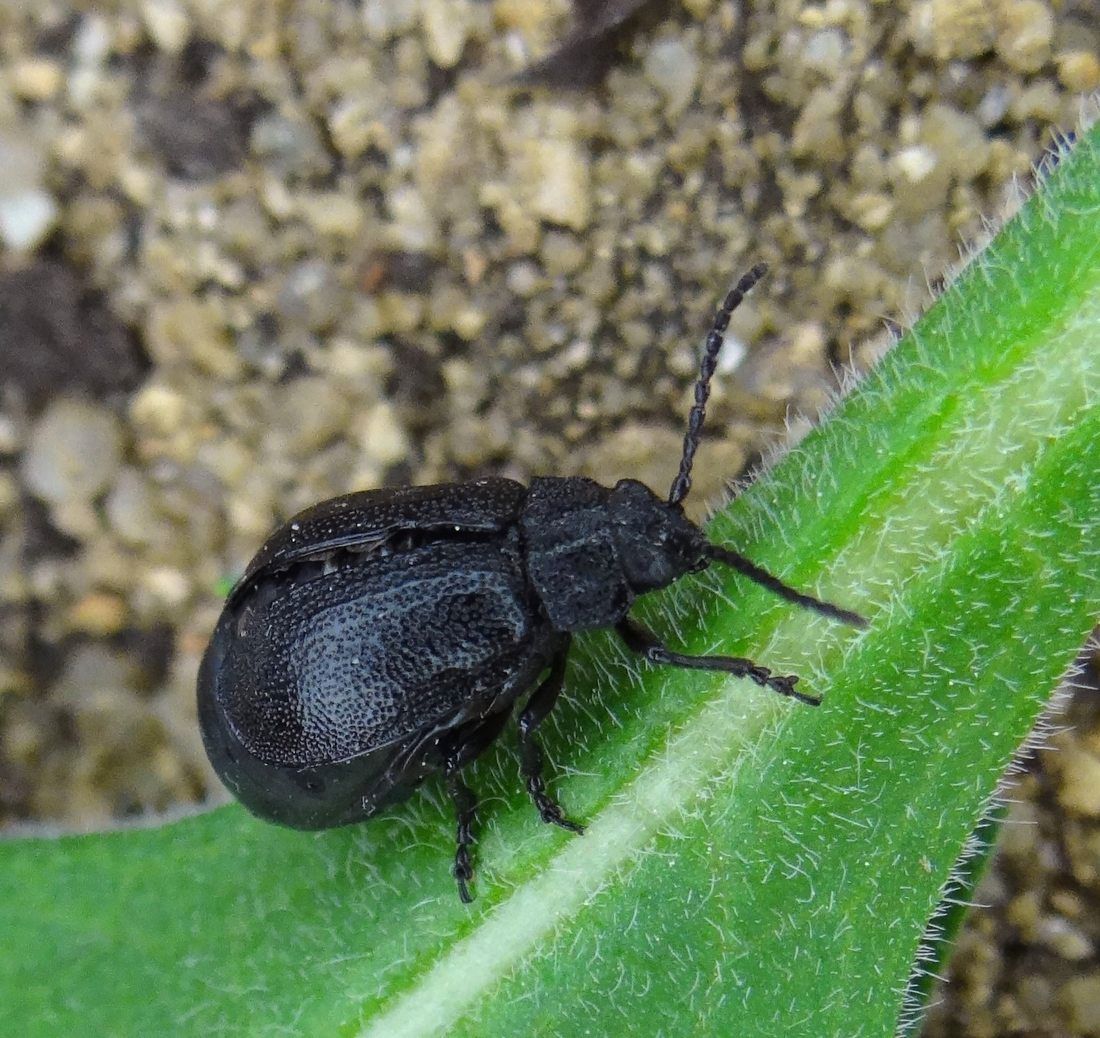 Réf. 99614 — INSECTA > Coleoptera > Chrysomelidae > Galeruca (Galeruca ...