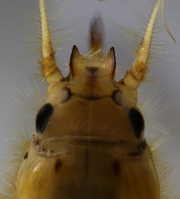 Ephemera danica (Insecta, Ephemeroptera, Ephemeridae) - www.galerie ...