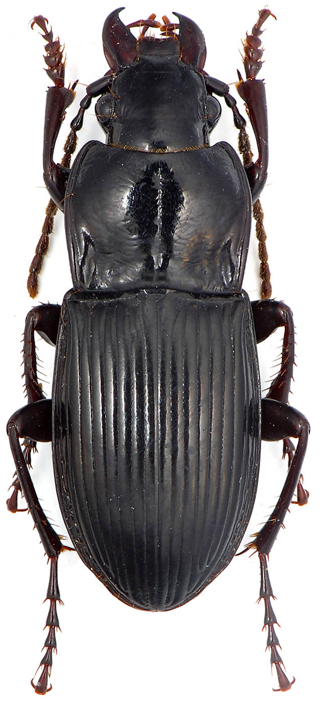 Réf. 99377 — INSECTA > Coleoptera > Carabidae > Abax (Abax) parallelus ...