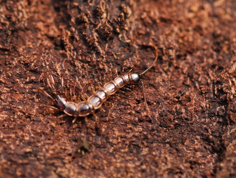 Réf. 99314 — CHILOPODA > Lithobiomorpha > Lithobiidae > Lithobius ...