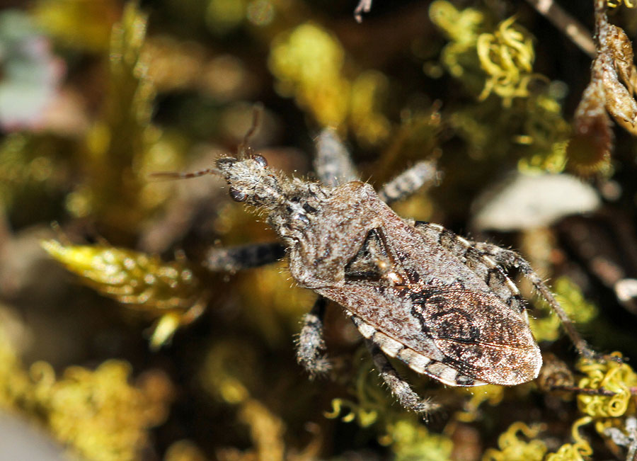 Réf. 99275 — INSECTA > Heteroptera > Reduviidae > Coranus (Coranus ...