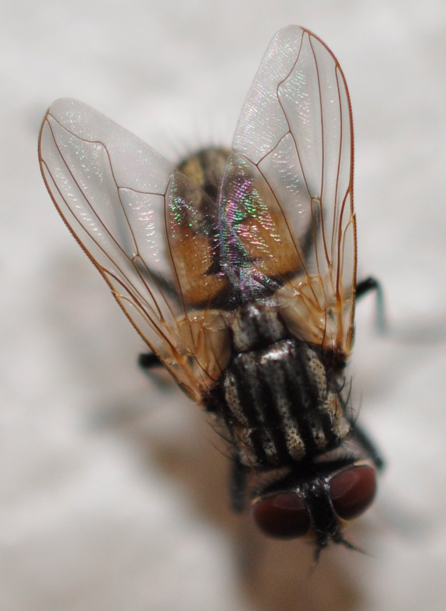 Réf. 99947 — INSECTA > Diptera > Muscidae > Musca domestica - www ...