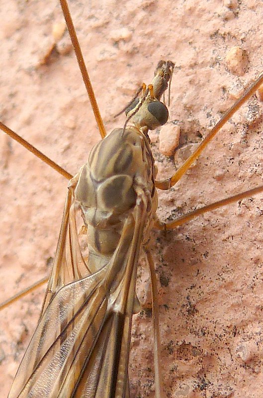 Réf. 99923 — INSECTA > Diptera > Tipulidae > Tipula (Savtshenkia ...