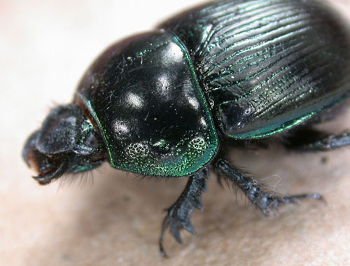 Réf. 886 — INSECTA > Coleoptera > Geotrupidae > Geotrupes (Geotrupes ...